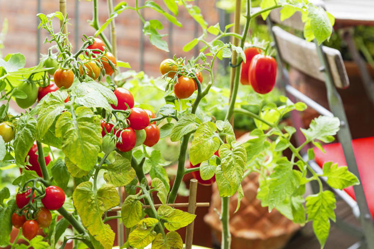 How to grow tomatoes in pots and containers on your deck, patio, or porch