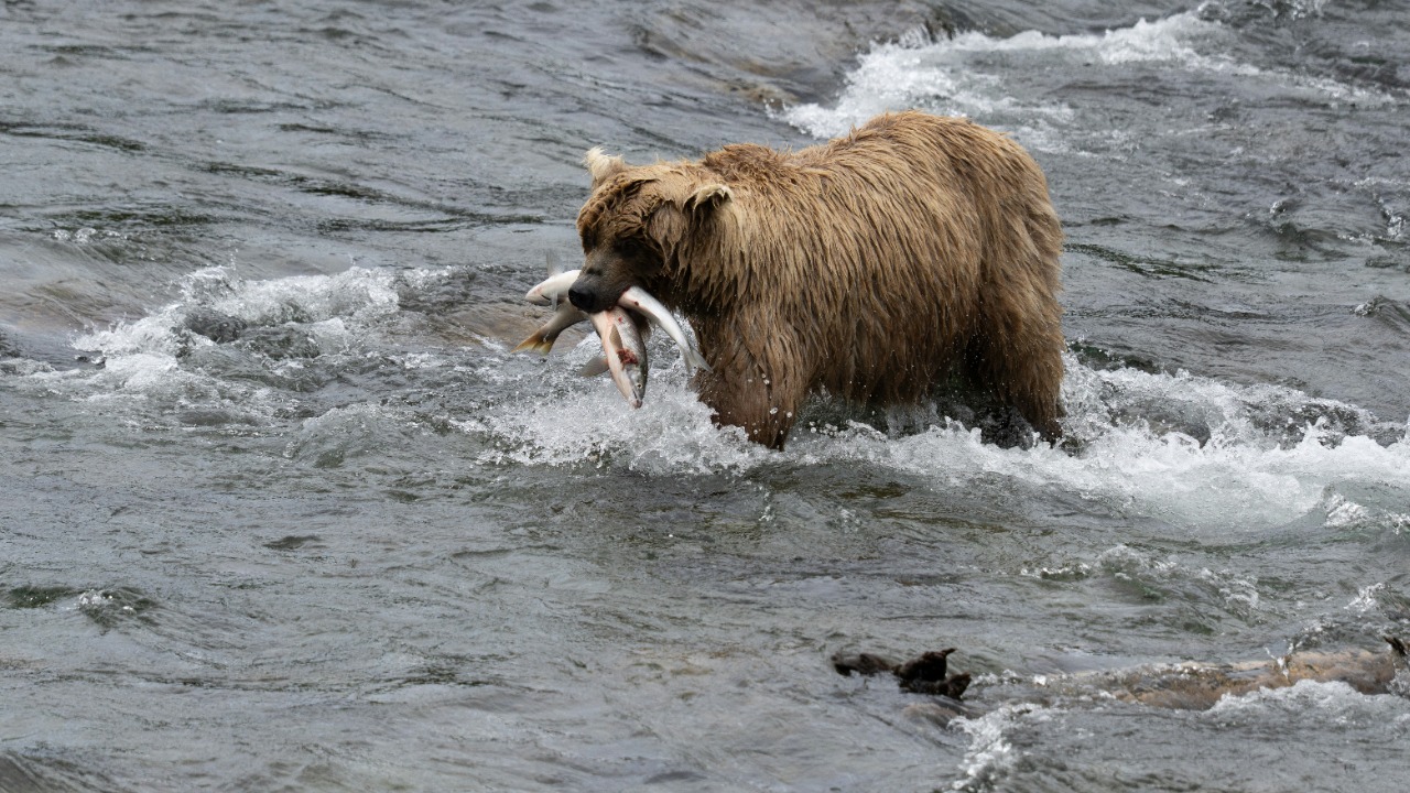 A bear with a collar-cam just got caught building tools to crack salmon ...