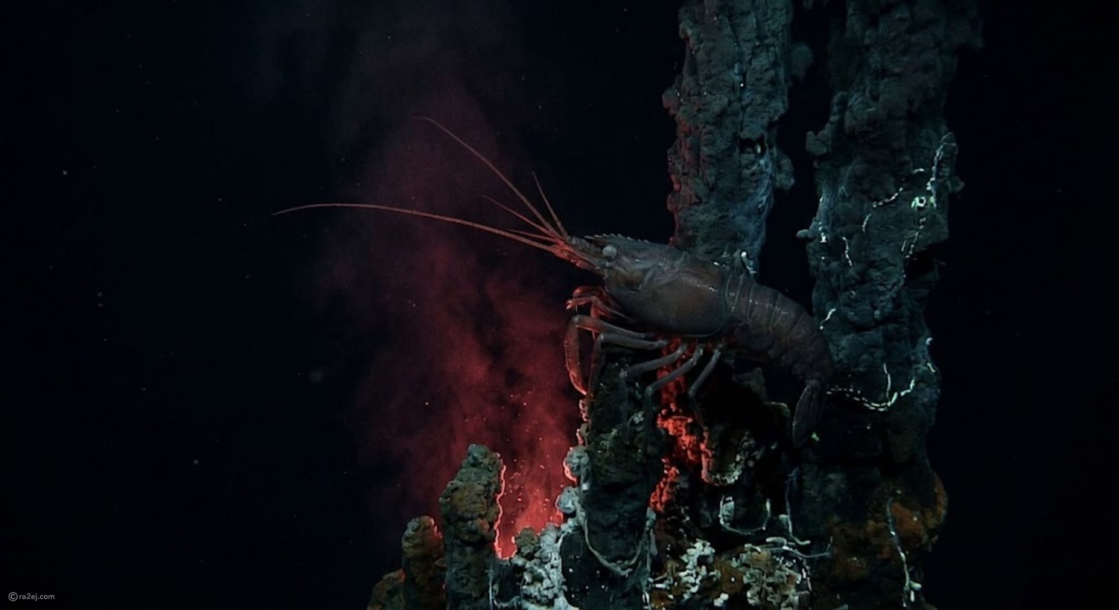 Scientists find strange deep-sea animals that challenge our ...