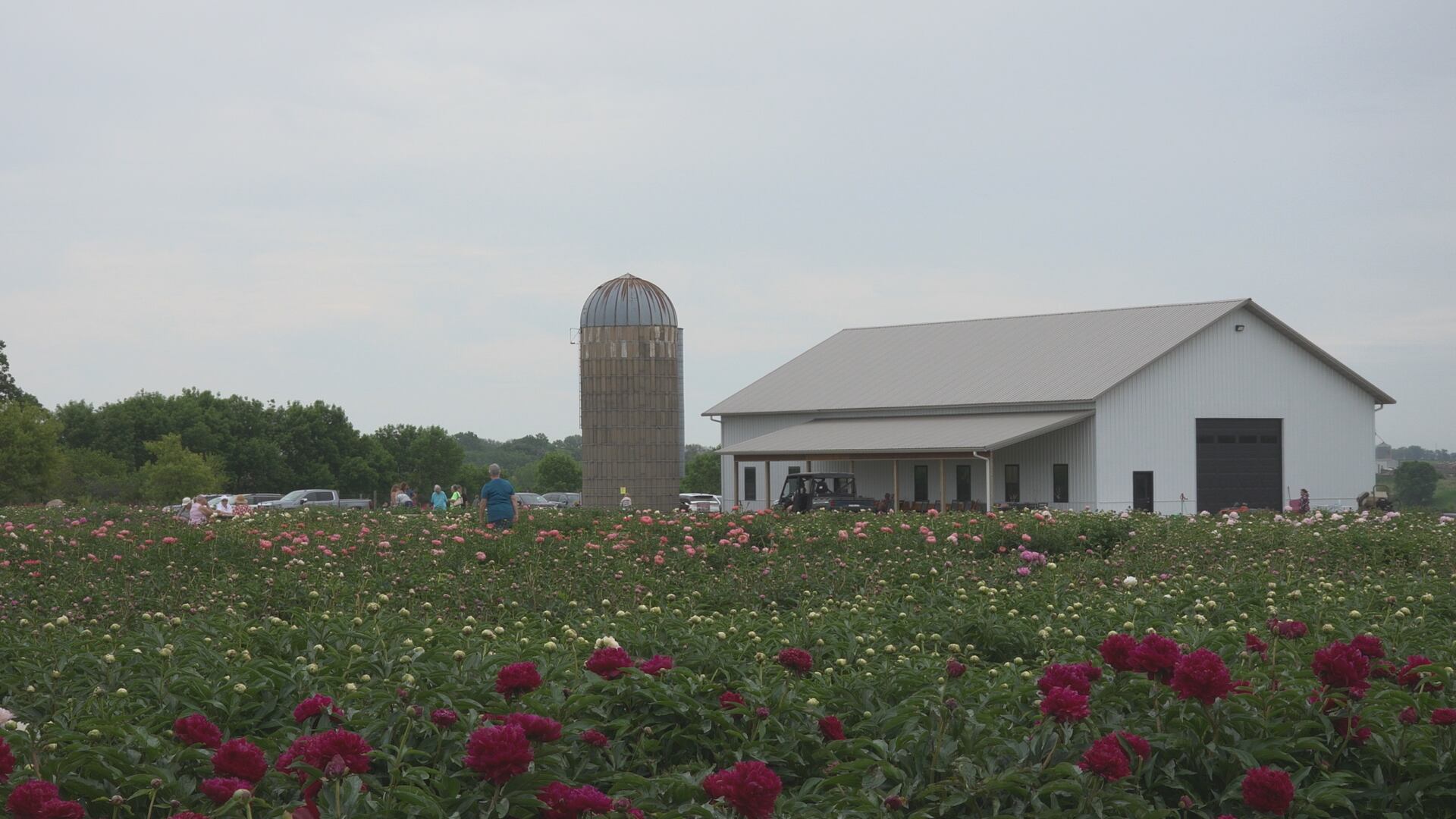 Peony farm near Milford draws visitors at peak bloom