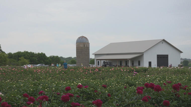 Peony farm near Milford draws visitors at peak bloom