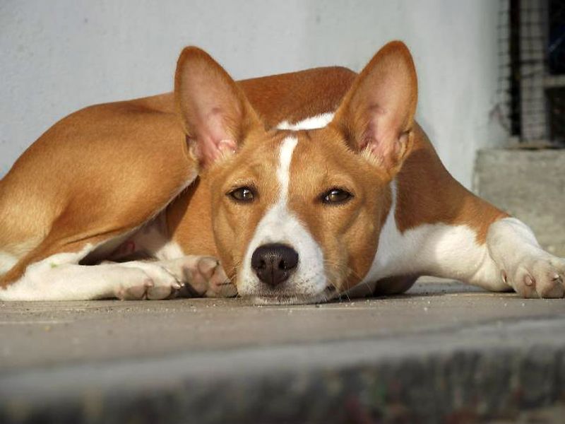 13 dog breeds so cat-like they confuse first-time owners constantly