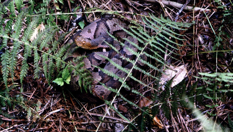 Copperhead safety tips every hiker should know