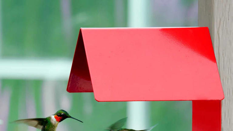Wayfair's $35 hummingbird feeder is a 'cute' and 'well-made' backyard ...