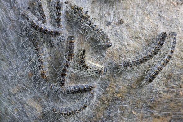 UK households sent warning over toxic caterpillar in gardens - how to ...