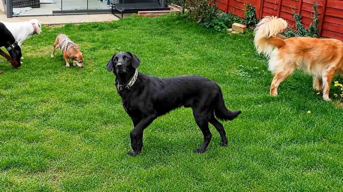 This Disabled Rescue Takes His First Real Walk