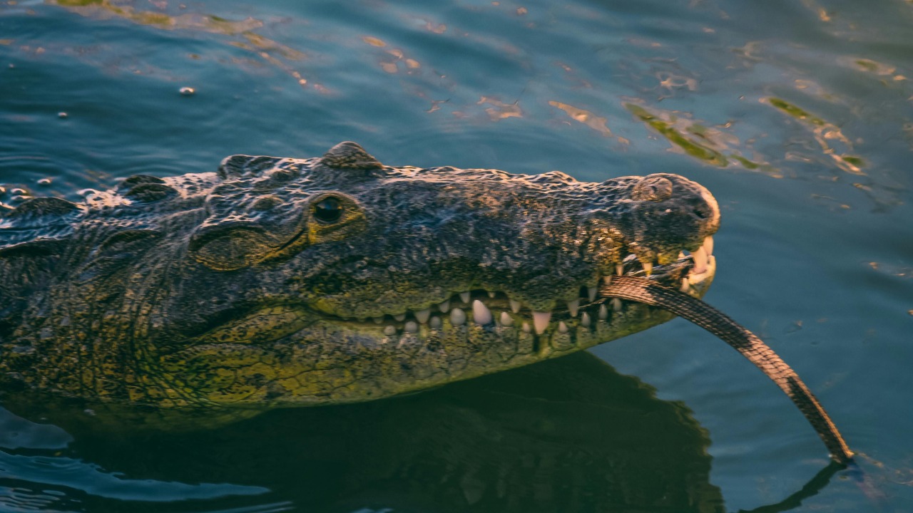Saltwater crocodiles just got caught crossing 3,000 kilometers of open ...