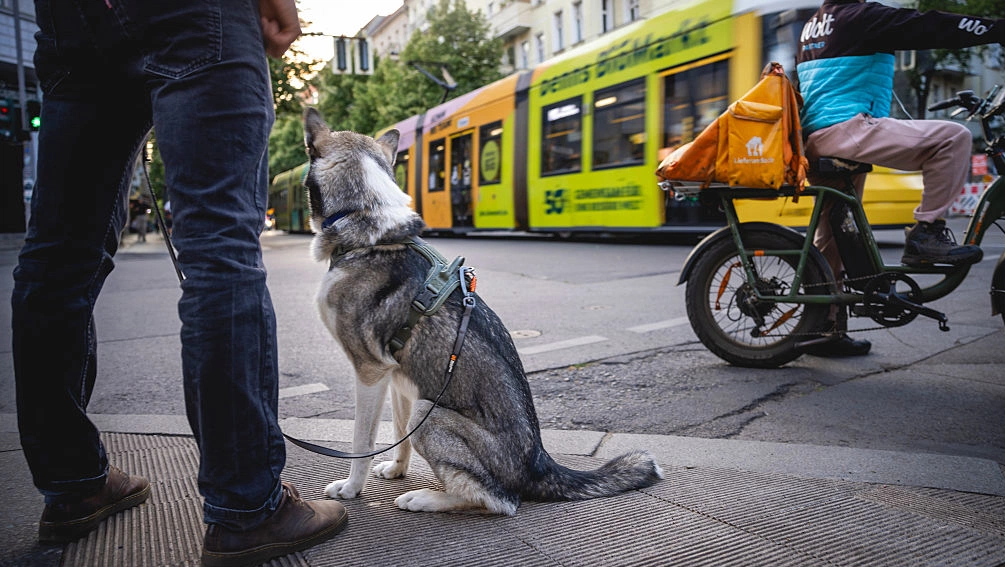 Vets outline key signs and care tips for happier dogs
