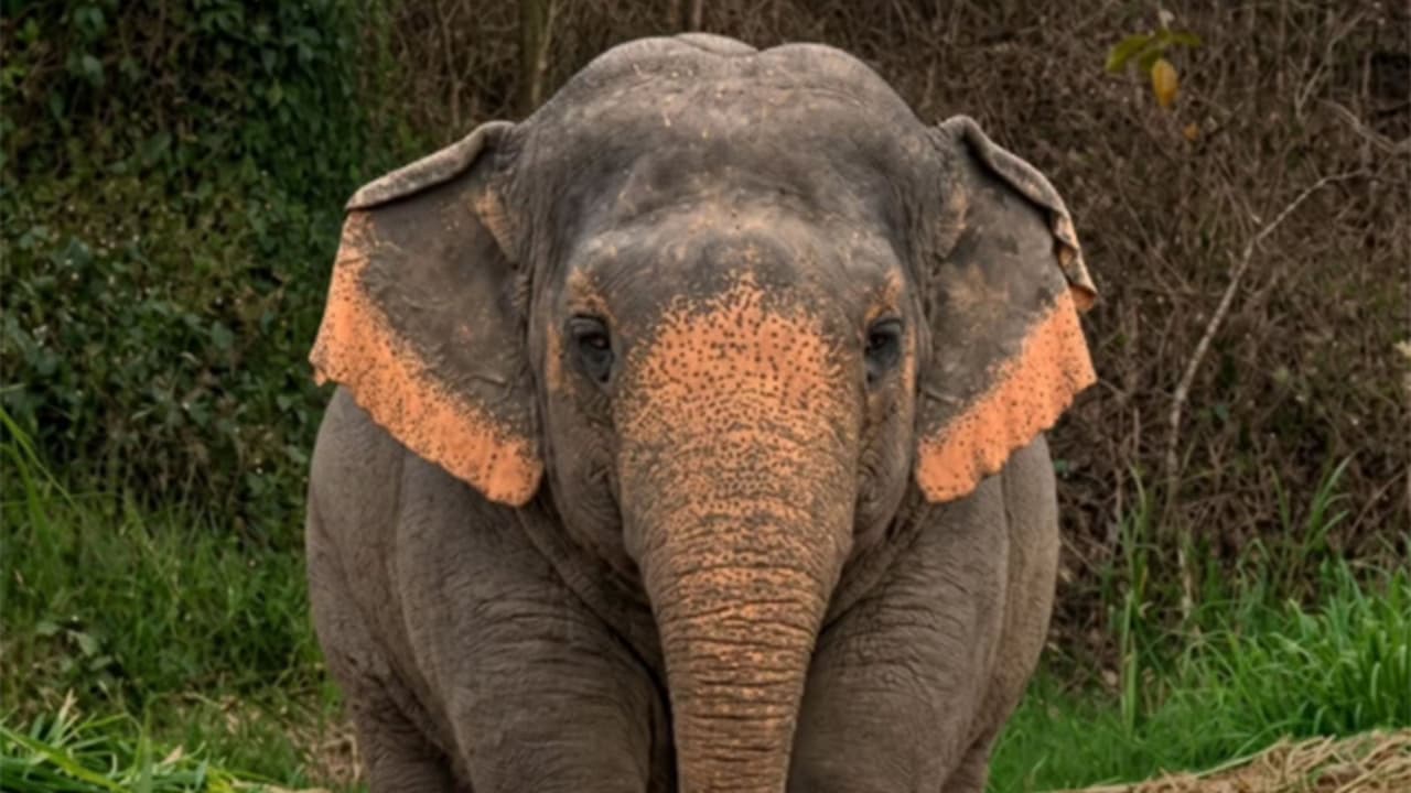 Delhi Police uses viral 'Borneo pygmy elephant' meme for road safety