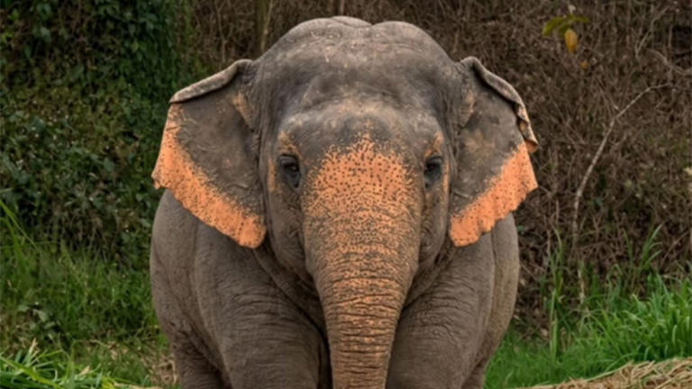 Delhi Police uses viral 'Borneo pygmy elephant' meme for road safety