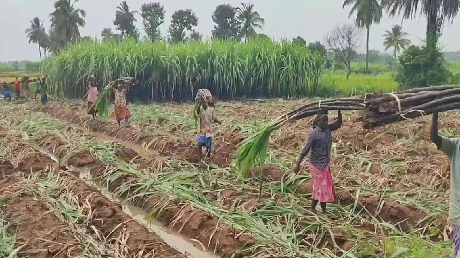 Centre withdraws draft Sugarcane Control Order after pushback from ...