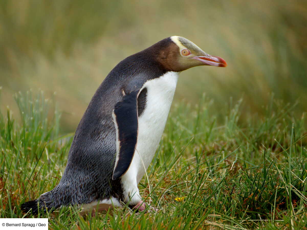 Rencontre avec le manchot antipode, le manchot le plus rare au monde