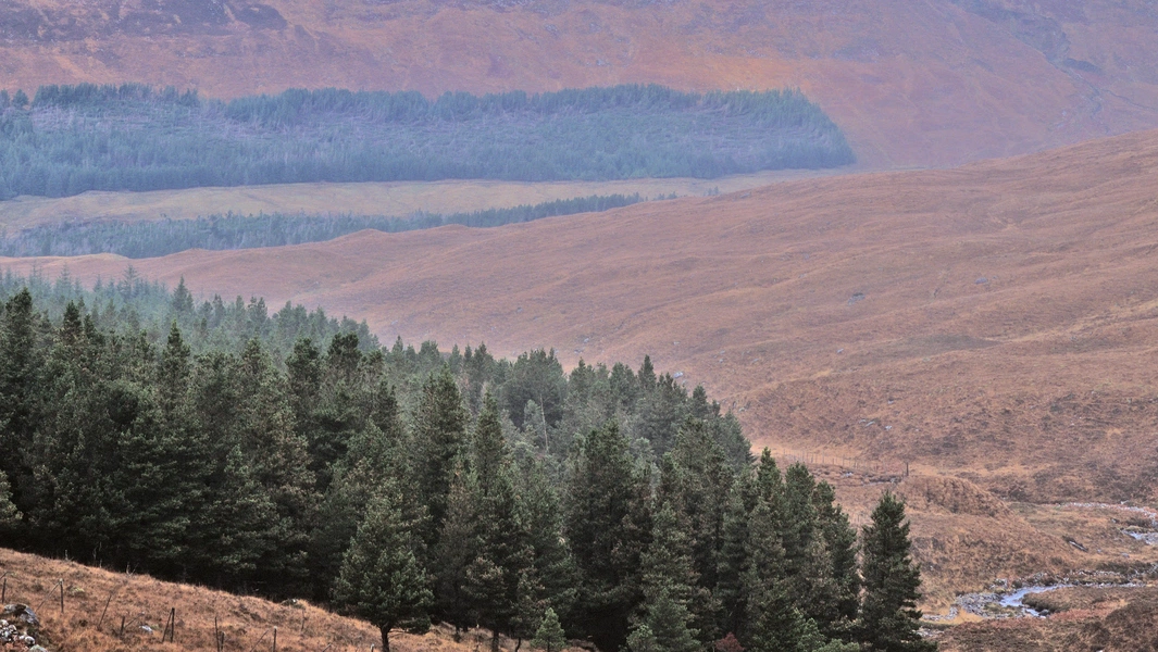 Citizen scientists log 1,100 species in rare Scottish rainforest