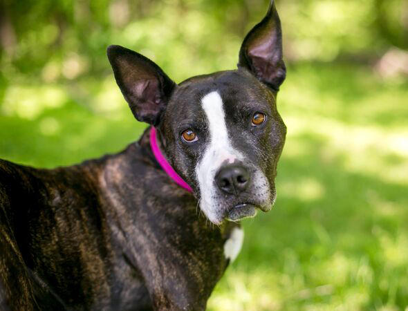 Dogs Behaving Badly vet names one 'hard work' breed - and best behaved