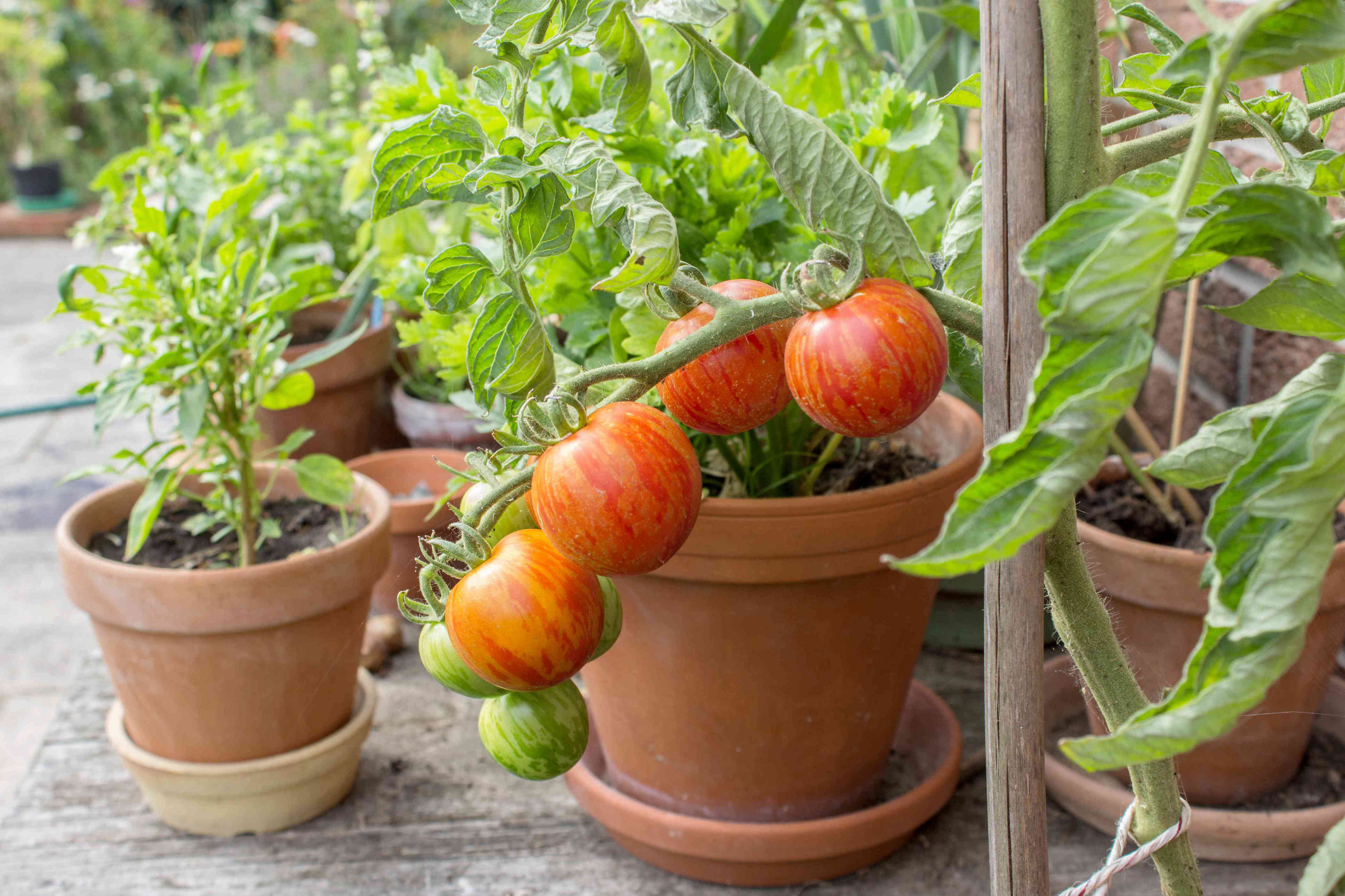 How to grow tomatoes in pots and containers on your deck, patio, or porch