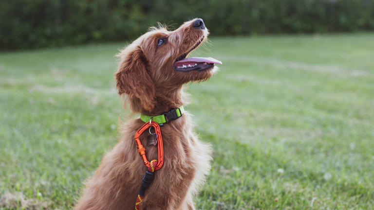 The 'two-finger rule' trainers swear by to keep your dog safe and ...