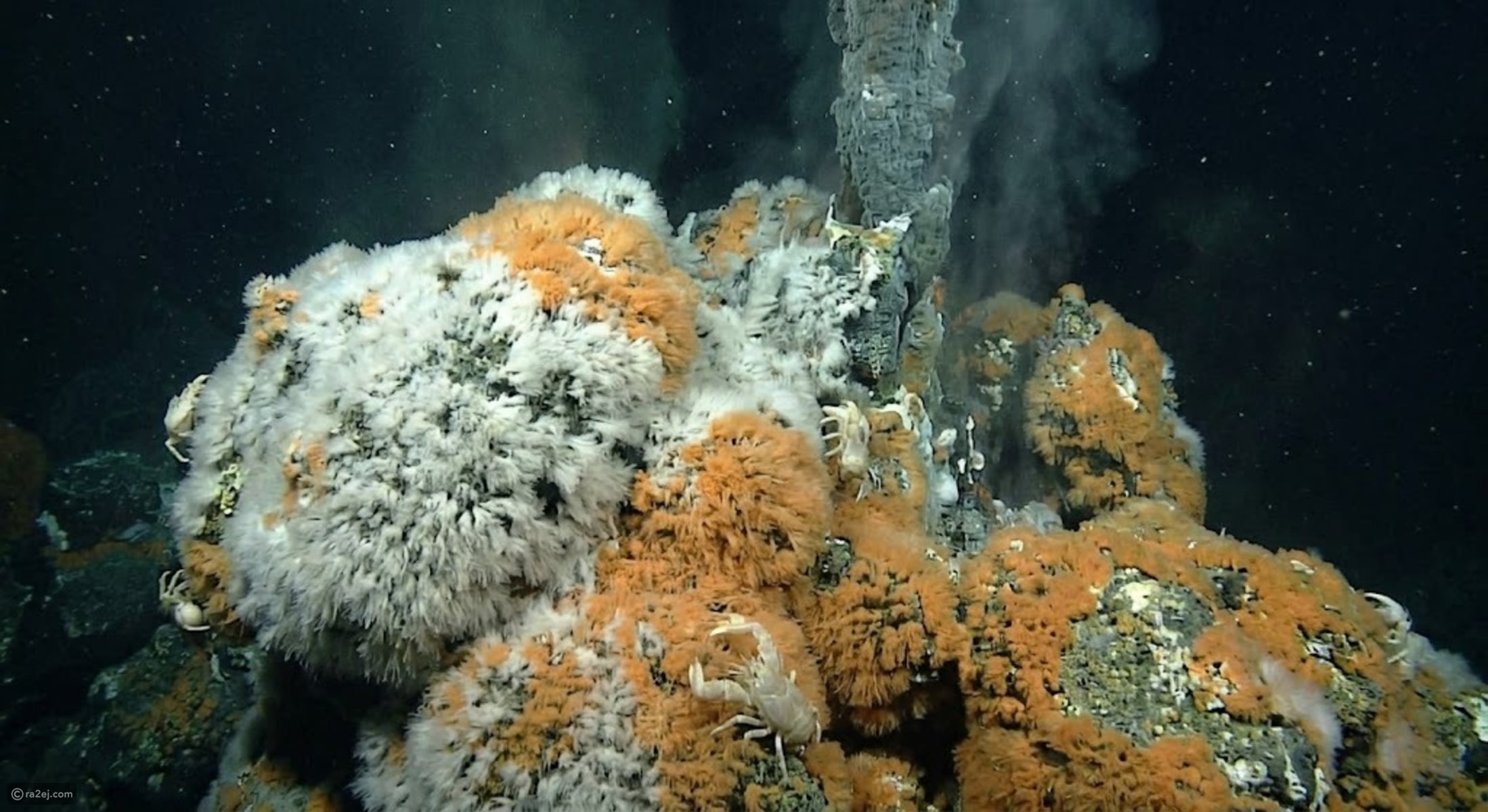 Scientists find strange deep-sea animals that challenge our ...