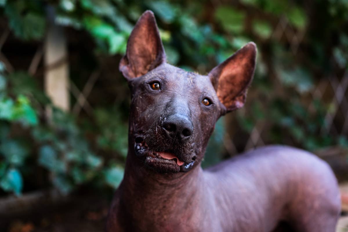 10 hairless dog breeds