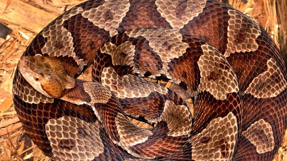 Experts warn of rising snake threats and conservation challenges