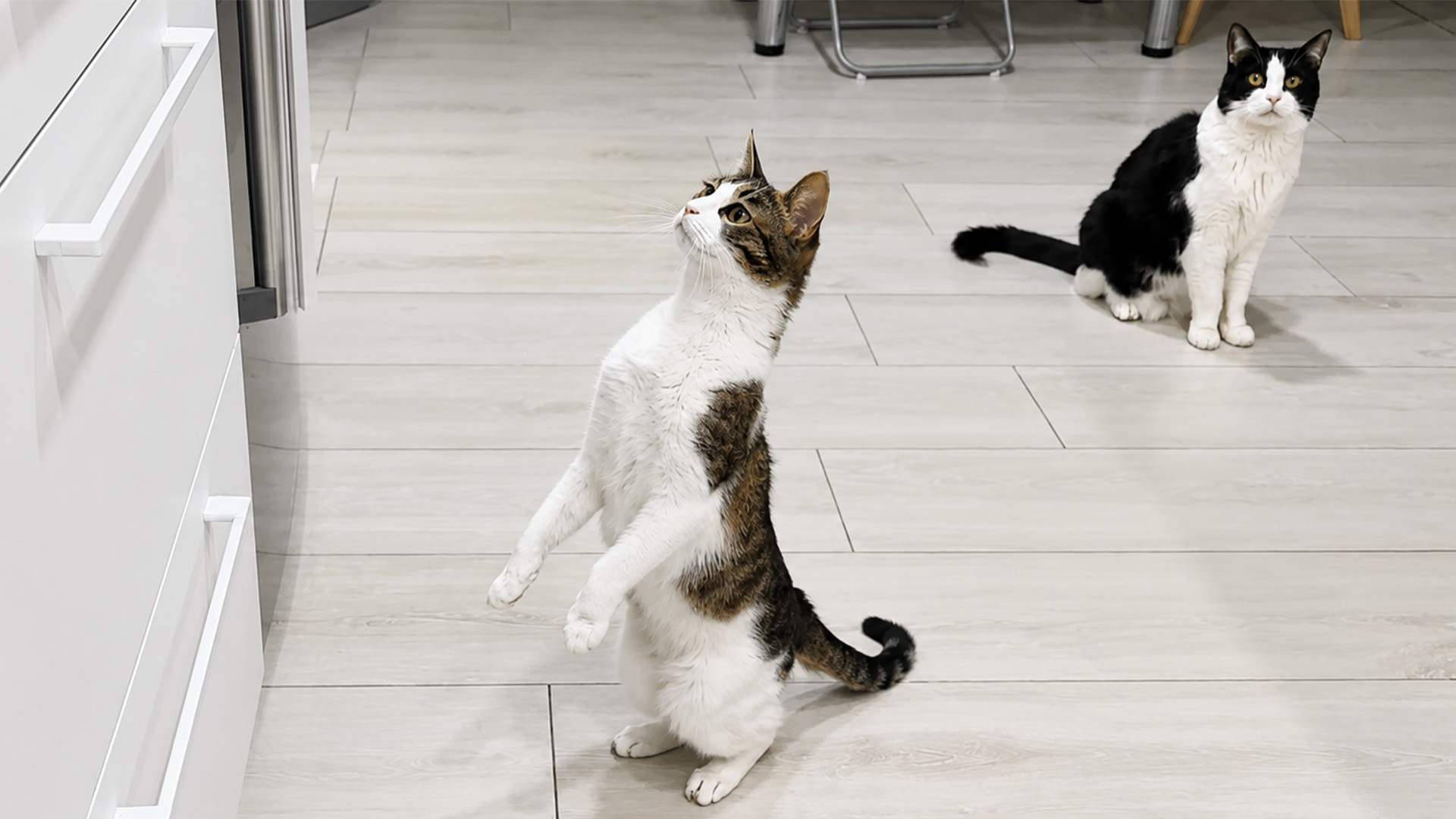 Why is this cat still preparing to jump