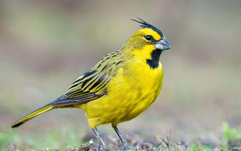 The yellow cardinal with a 1 in a million genetic mutation