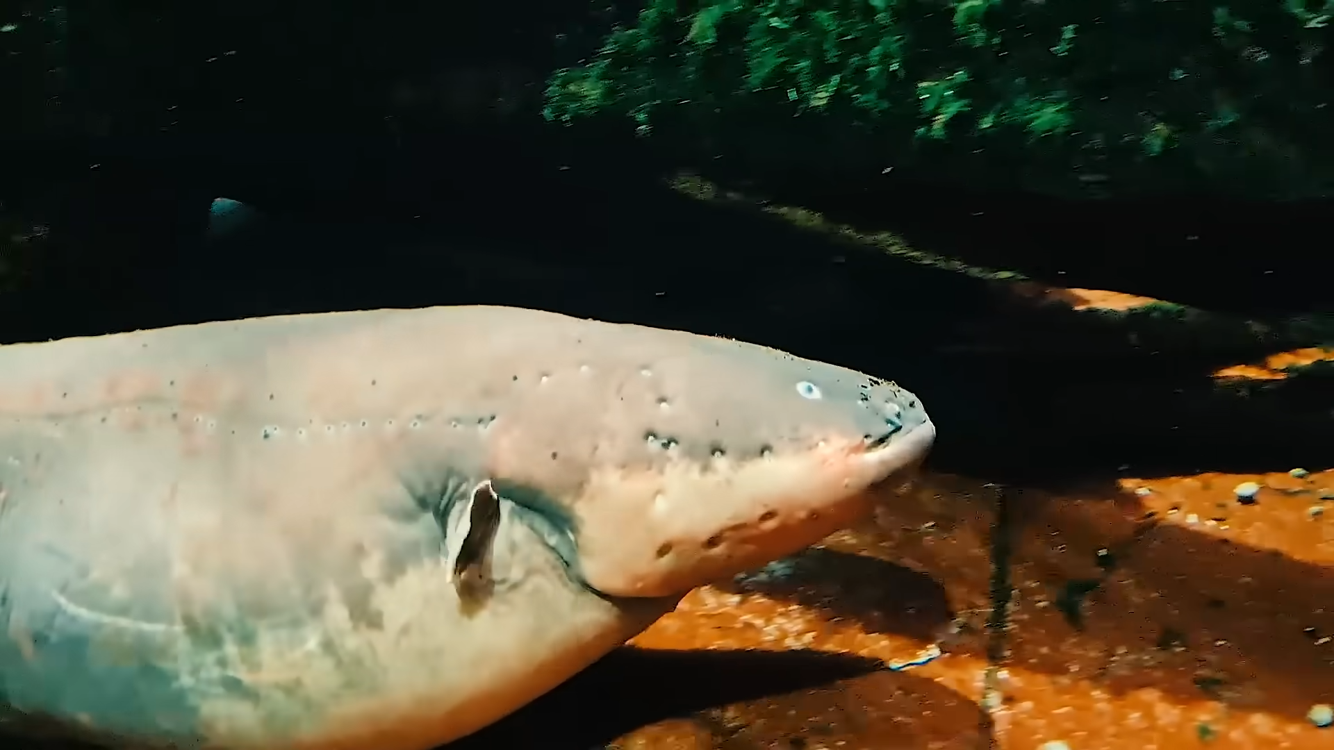 Watch an 860-volt electric eel fire through water – prey freezes instantly