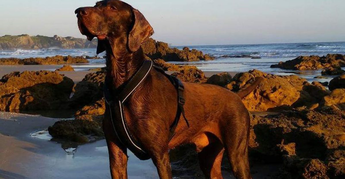 11 velcro dog breeds that treat privacy like a completely unnecessary ...