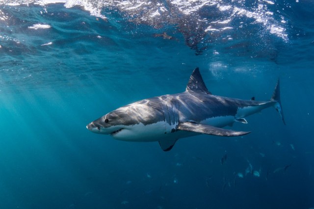 Scientists protecting bats and sharks win major conservation honor from ...