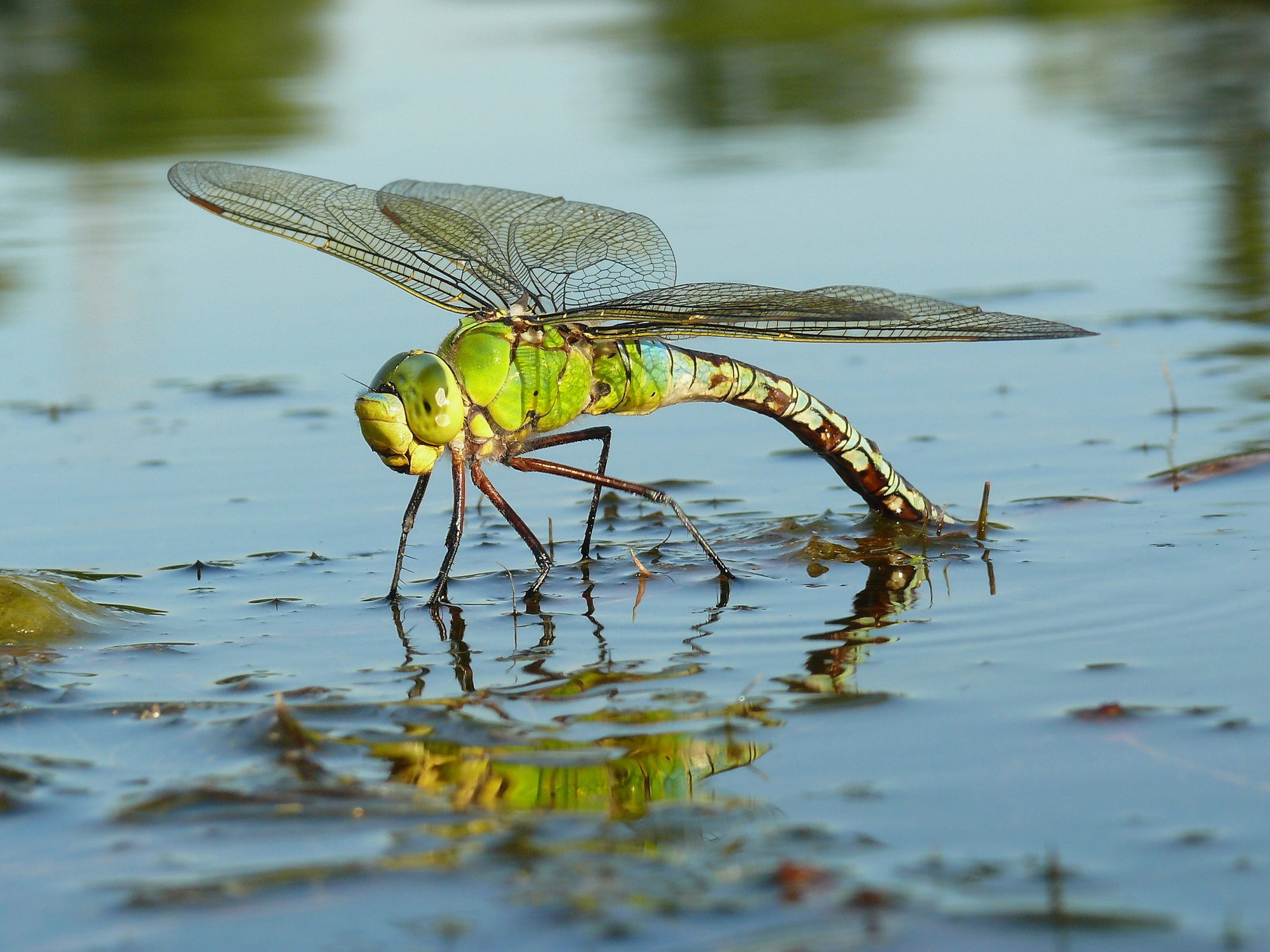 Bizarre animal migrations that defy scientific logic