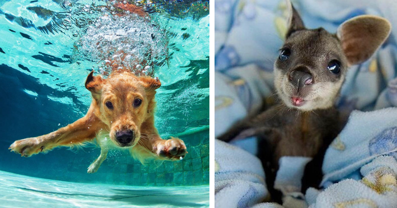 34 Adorable Animal Babies for a More Wholesome Surf on the World Wild Web