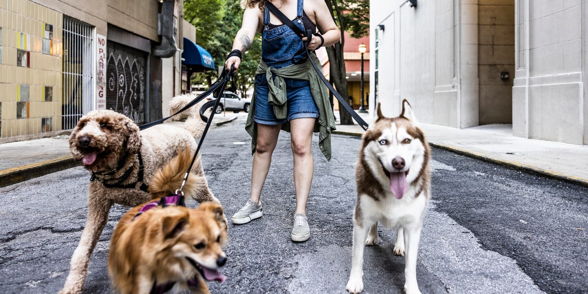 Should you walk your dog before or after they eat? A vet explains