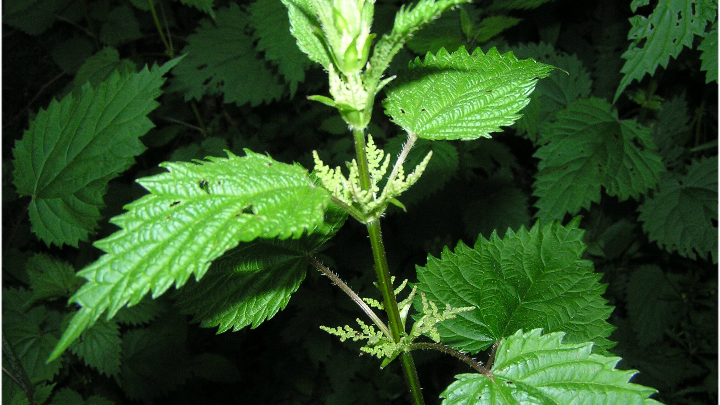 20 plants that fight back and protect themselves from predators