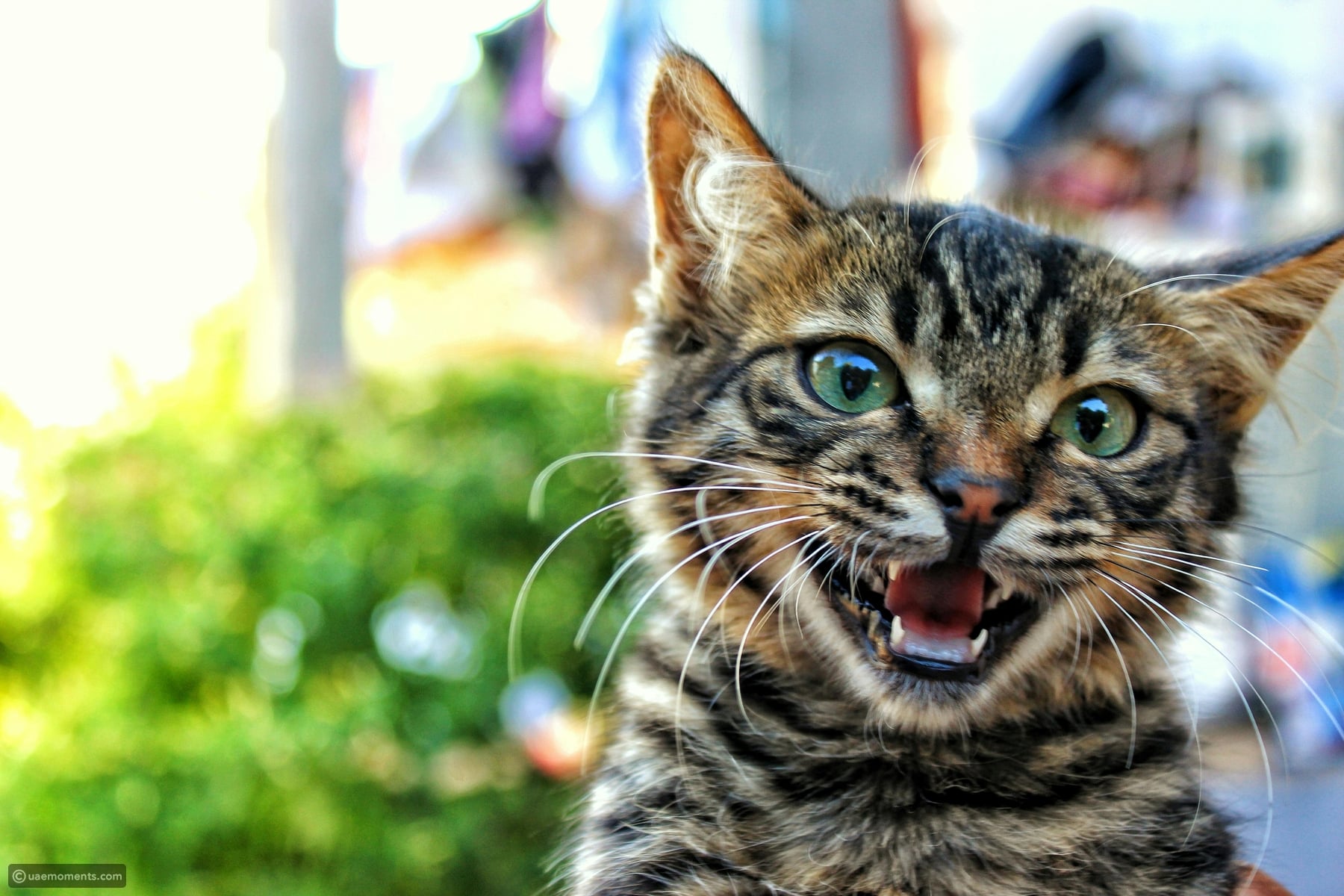 Why cats raise their tails and show their backside when you pet them