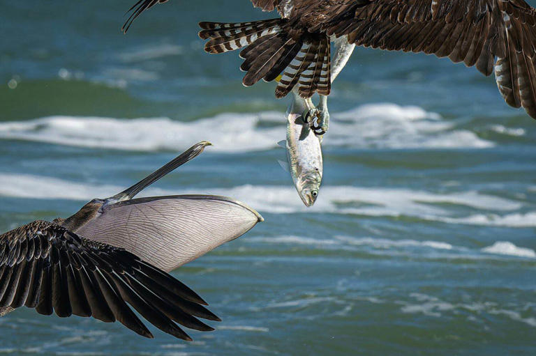 Osprey catches a fish — then a pelican swoops in
