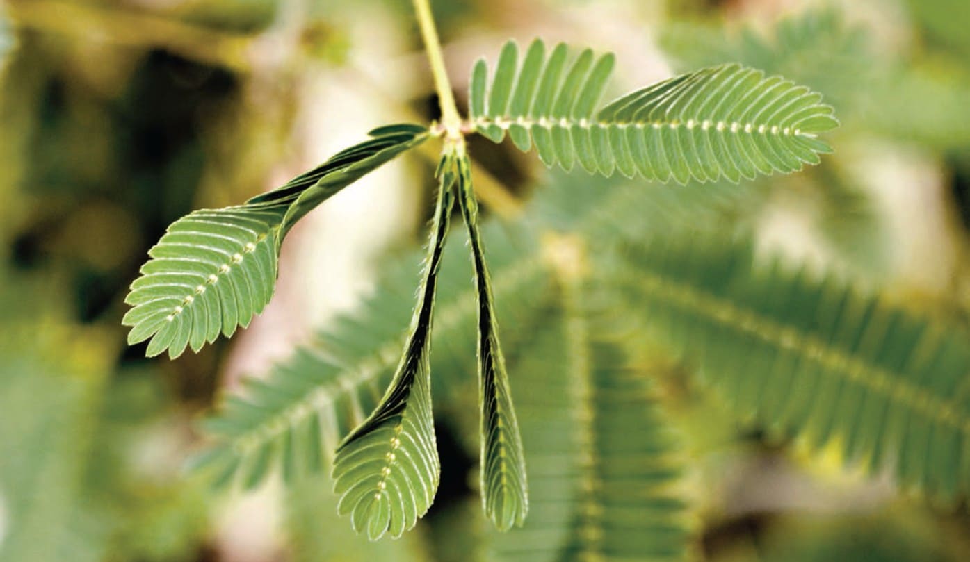 20 plants that fight back and protect themselves from predators