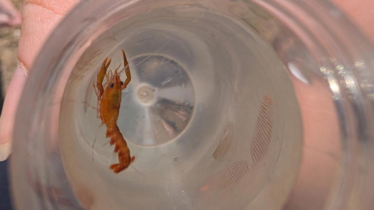 Families release 300 baby lobsters into the sea
