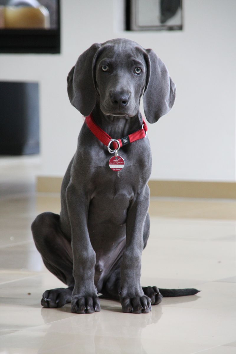 11 velcro dog breeds that treat privacy like a completely unnecessary ...