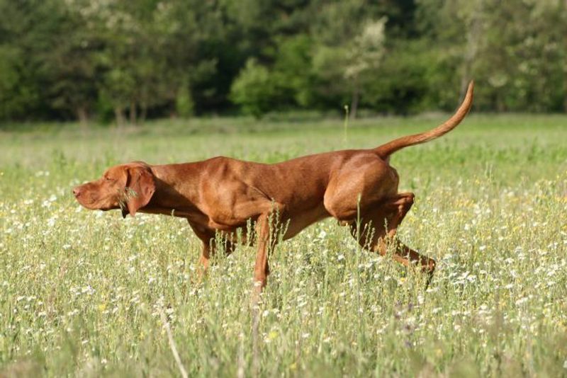 11 velcro dog breeds that treat privacy like a completely unnecessary ...