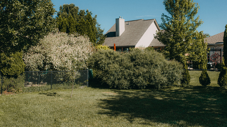 18 shade trees that can handle high temperatures and cool down a yard