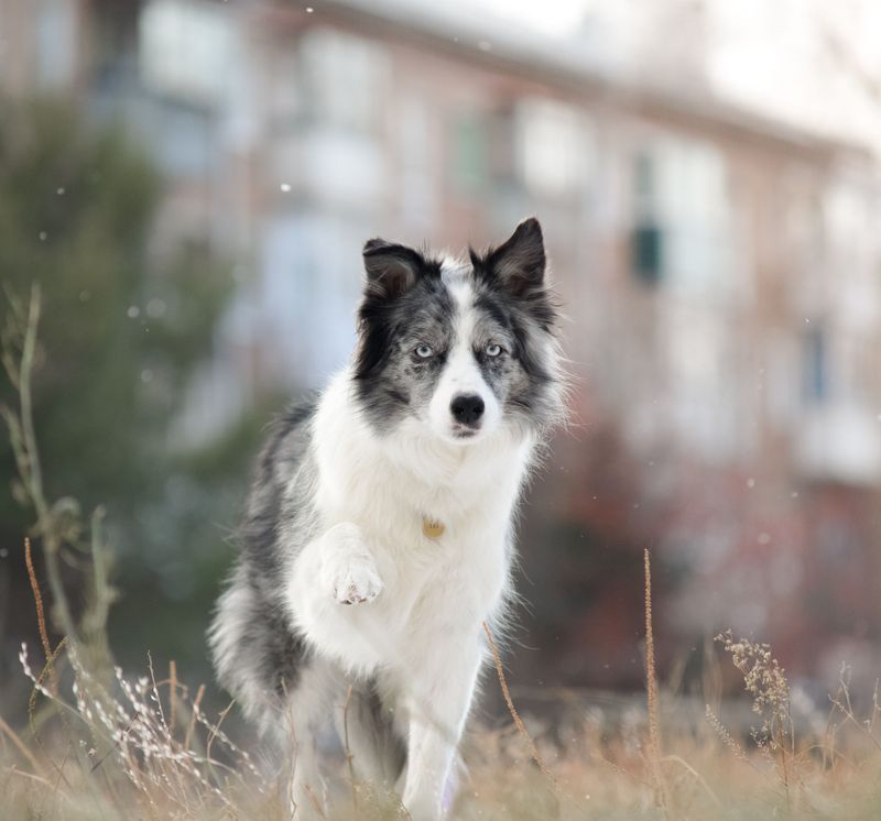 15 legendary ranch dog breeds that earned their place in cowboy history