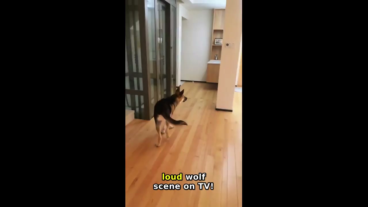 German shepherd jumps at loud TV wolf scene