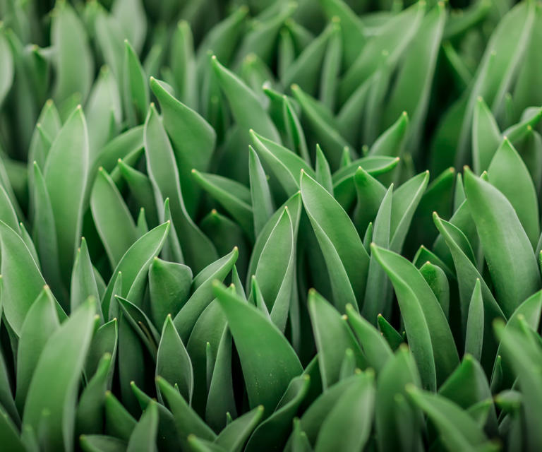 Do this to spring-flowering bulbs in May for an even bigger display ...