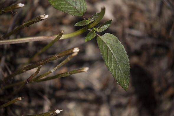 Households urged to place one plant on window sills before Autumn