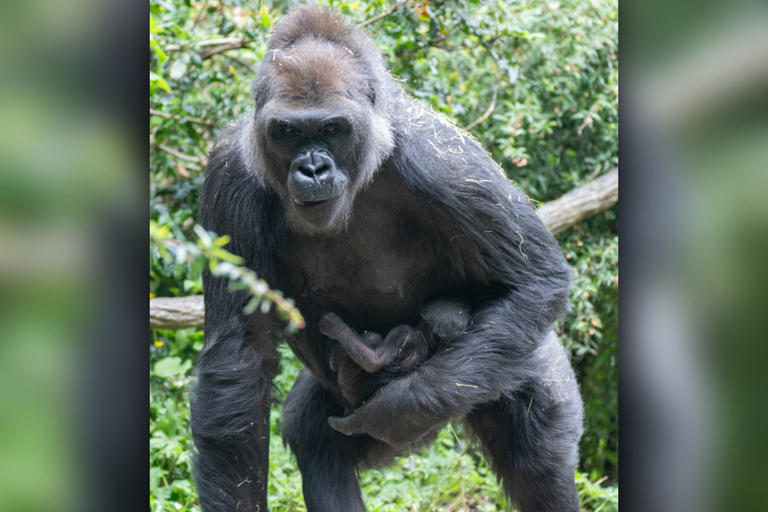 Gorilla in Seattle zoo undergoes rare emergency C-section to deliver baby