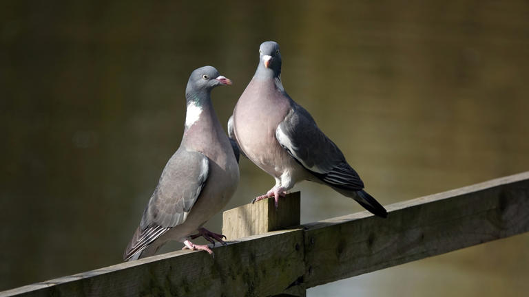 New study targets liver as magnetic sensor behind pigeon’s long-range ...