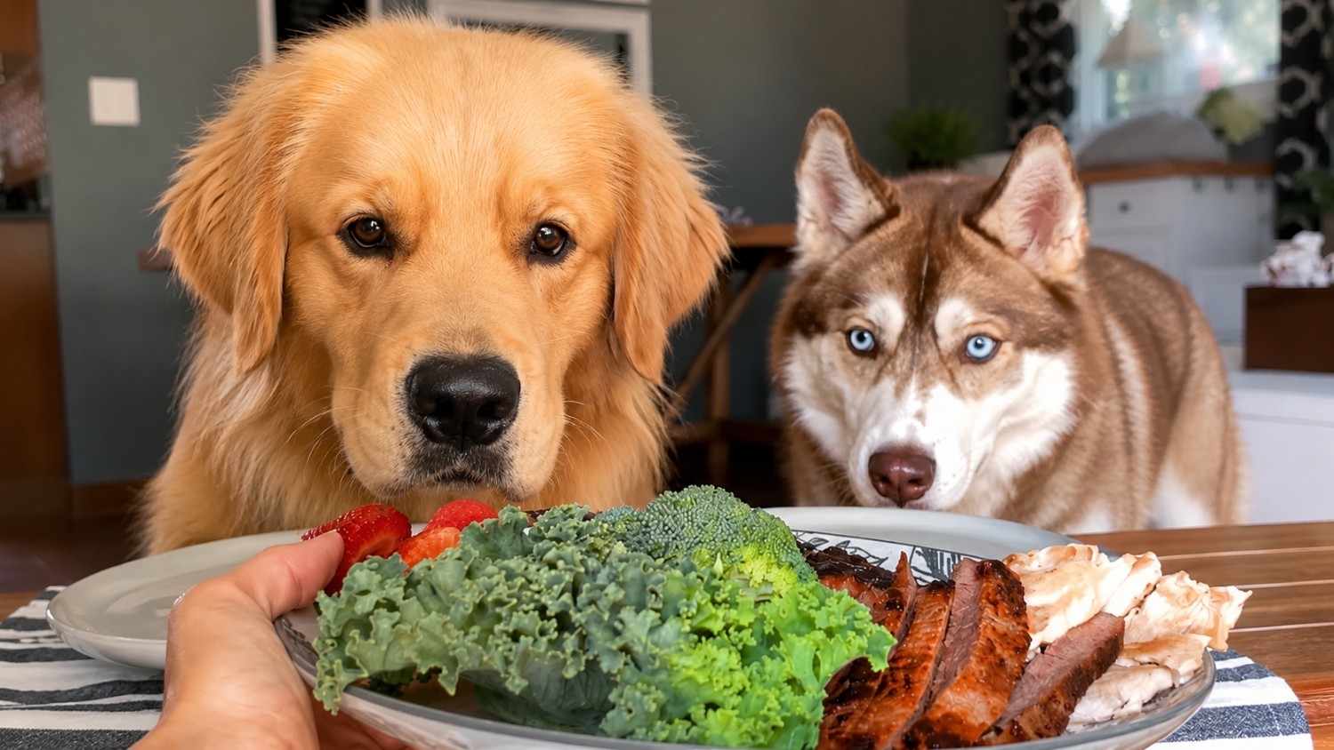 Dog food critics meet a husky guest