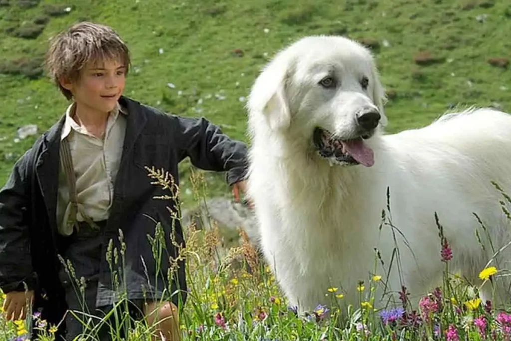 Va bene i film e i romanzi di “Belle & Sébastien”, ma vi ricordate il ...