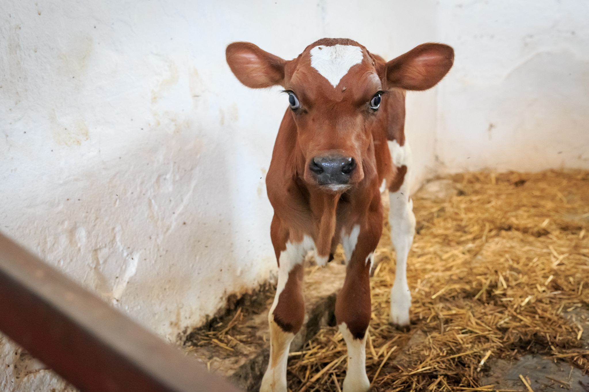 Bauer liess Kalb ohne Wasser isoliert im Stall stehen