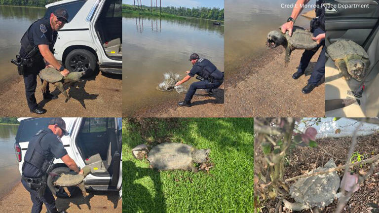 MPD officer gives snapping turtle a ride to safety