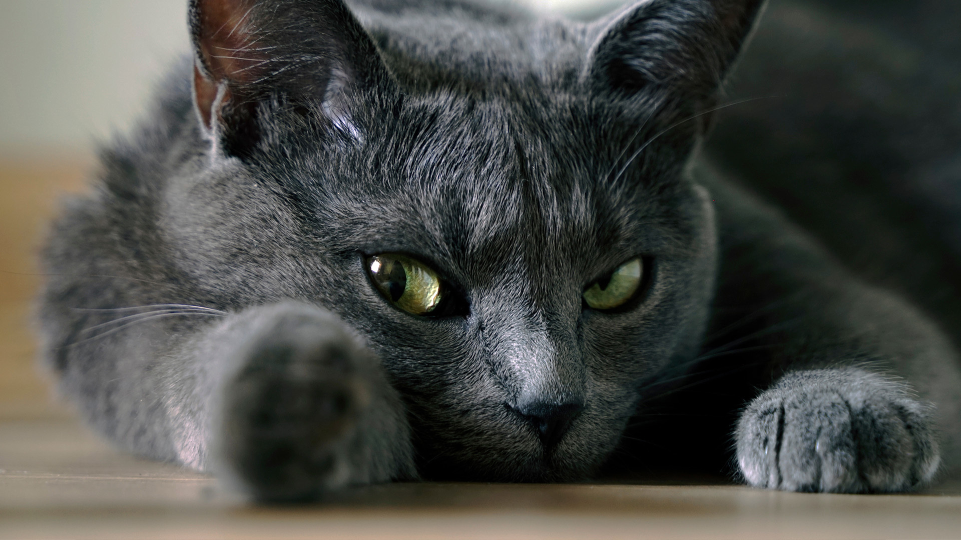The surprising differences between boy and girl cats